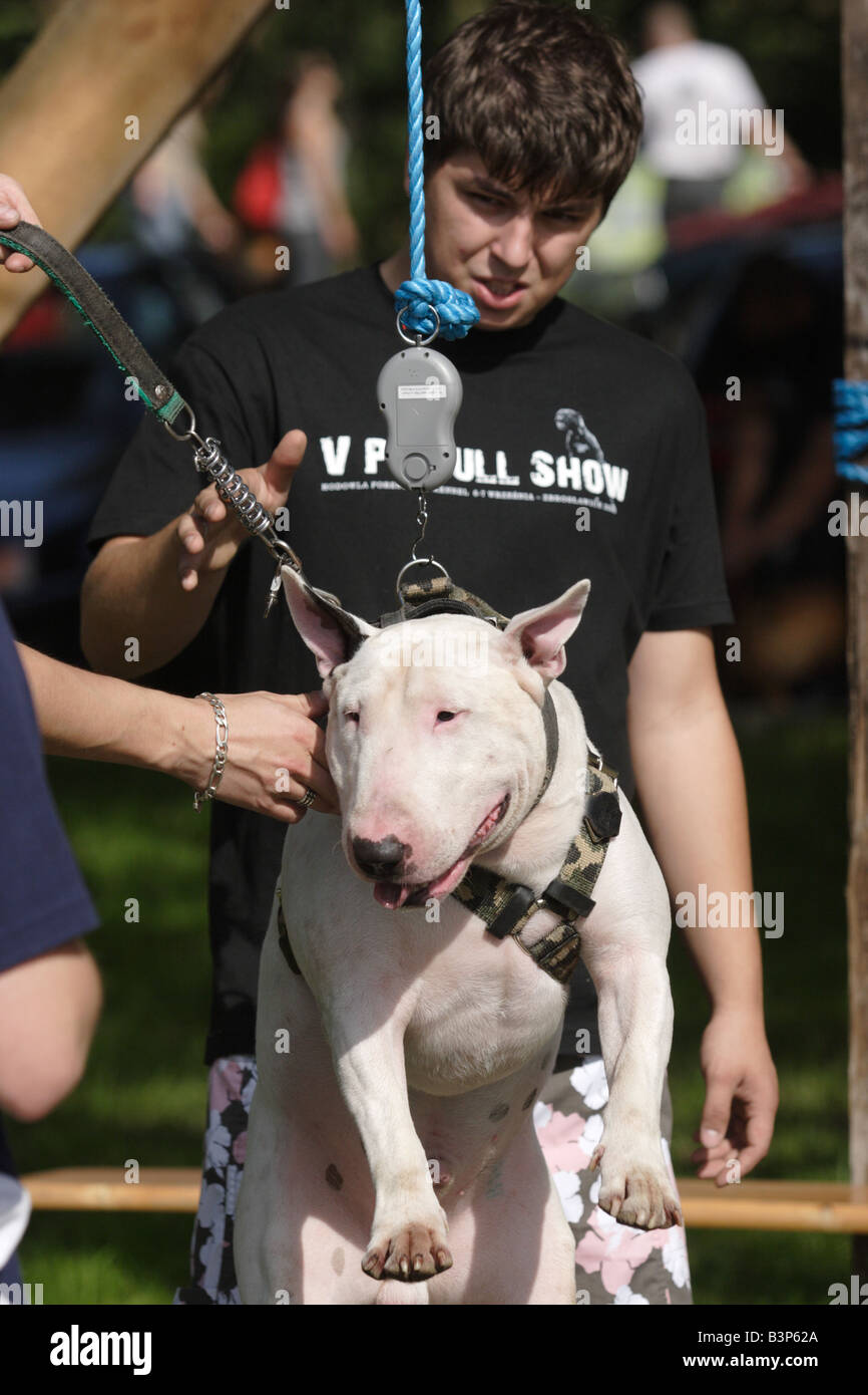 Weighting of Pit Bulls before competitions during Pit Bull Show in ...