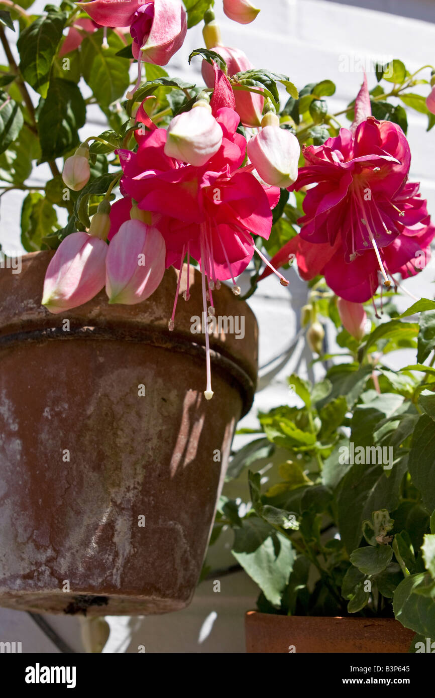 Fuchsia Southern Belle Bellarosella in wall pot Stock Photo - Alamy