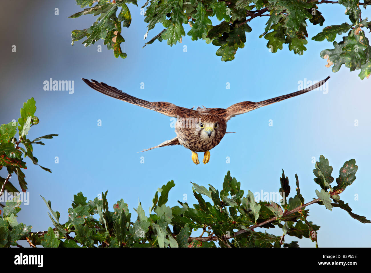 Kestrel Falco tinnunculus flying between Oak branches Potton ...