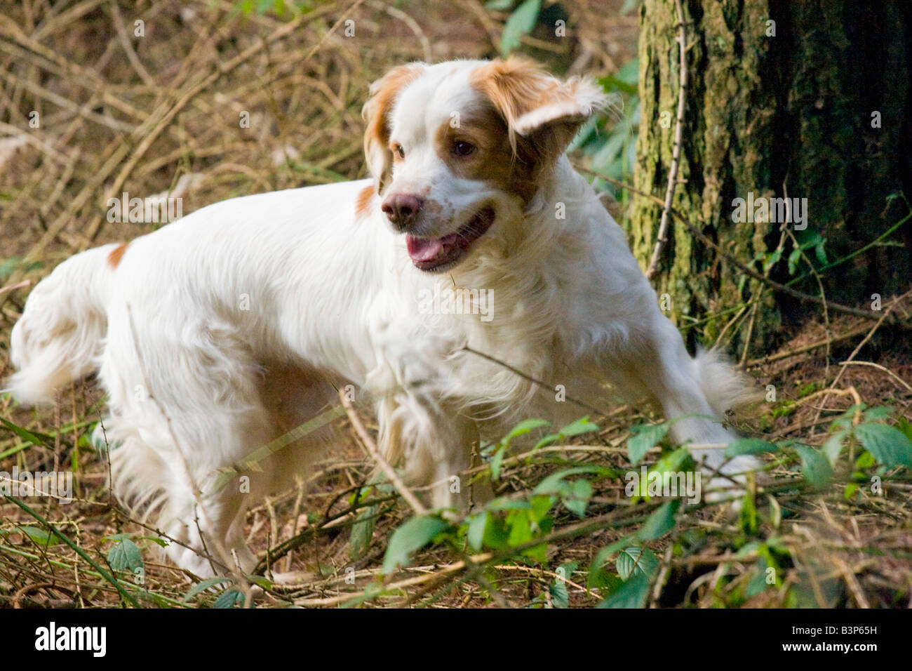 What Is The Largest Spaniel Breed