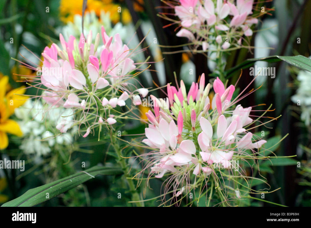 CLEOME HASSLERIANA PINK Stock Photo - Alamy