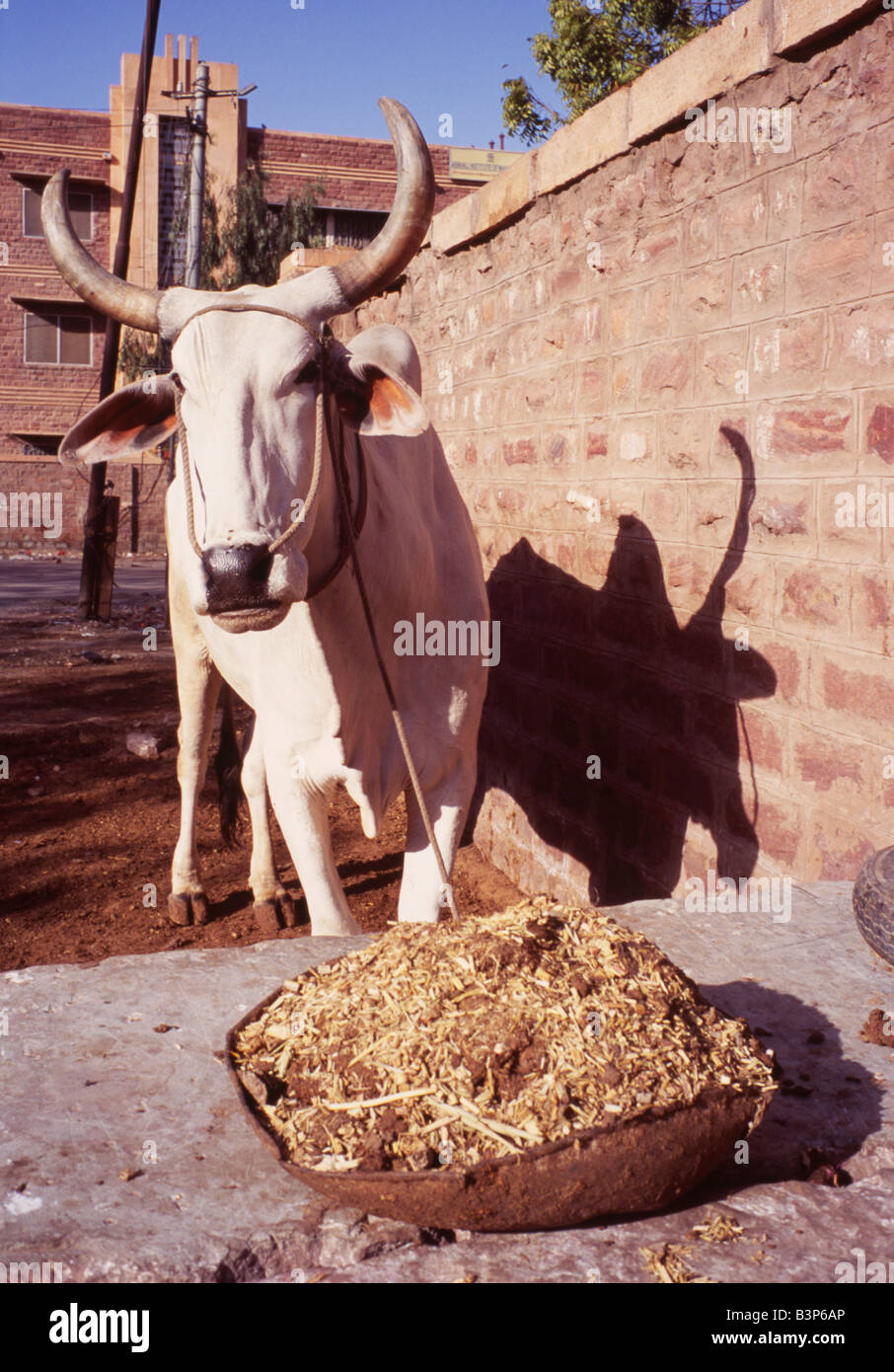 holy cow eating hay, India Stock Photo - Alamy
