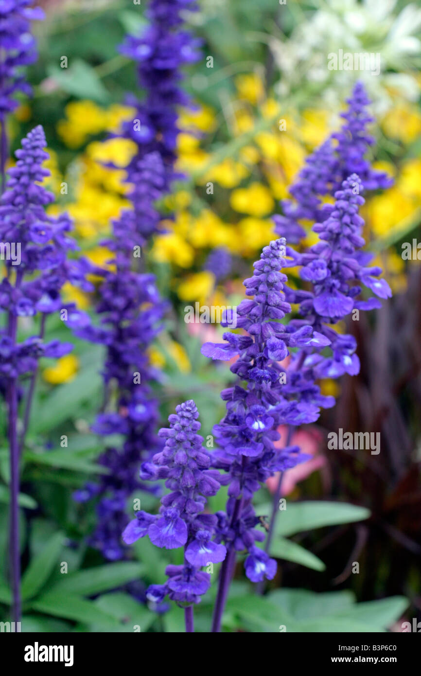 Salvia farinacea mealy sage hi-res stock photography and images - Alamy