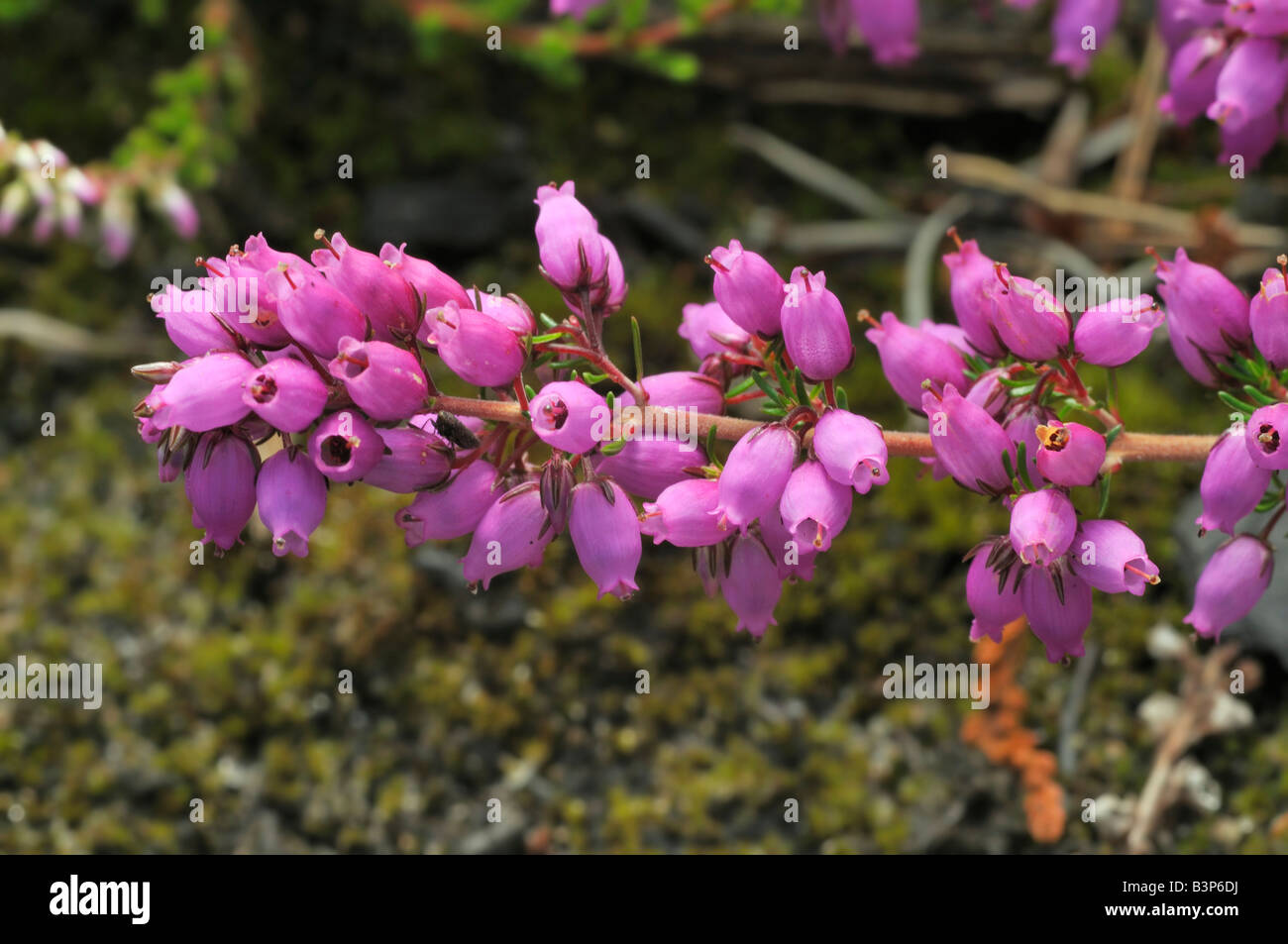 Bell Heather Erica cinerea Thursley Common Heath Stock Photo - Alamy
