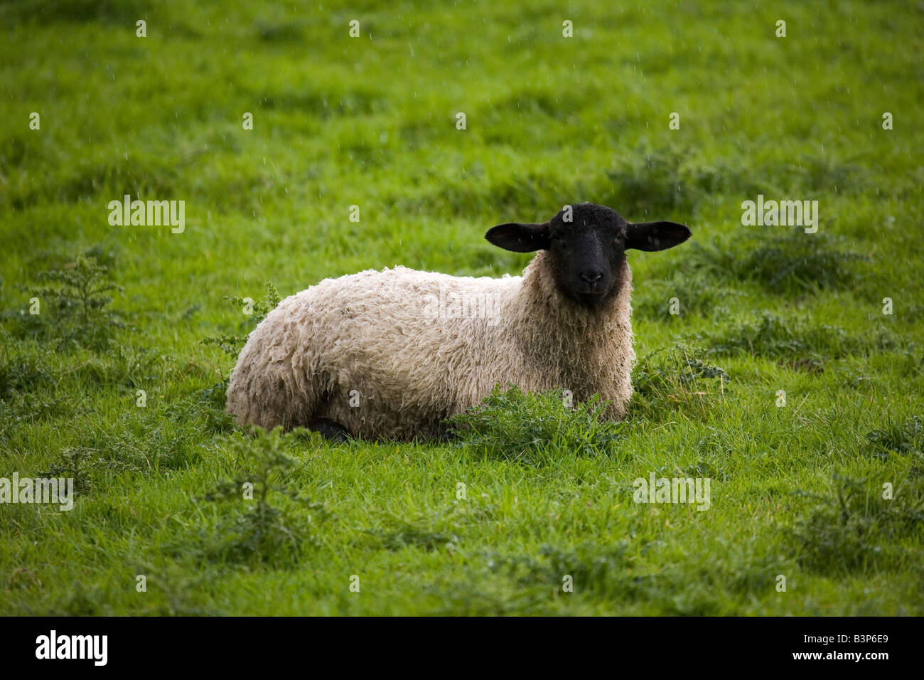 A sheep stands hi-res stock photography and images - Alamy