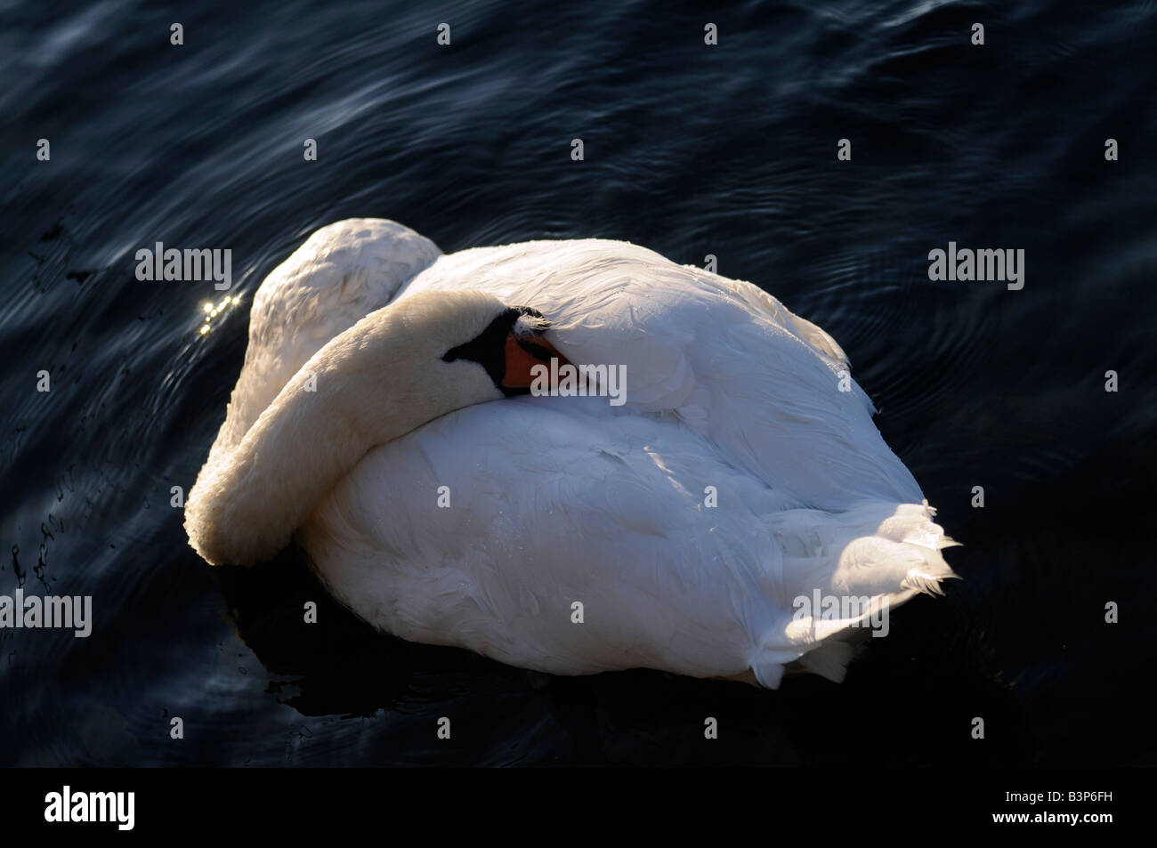 A swan sleeping on the water of the Lucern lake, in central Switzerland ...
