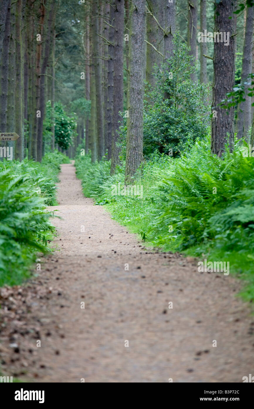 Straight tree lined path in woods Stock Photo - Alamy