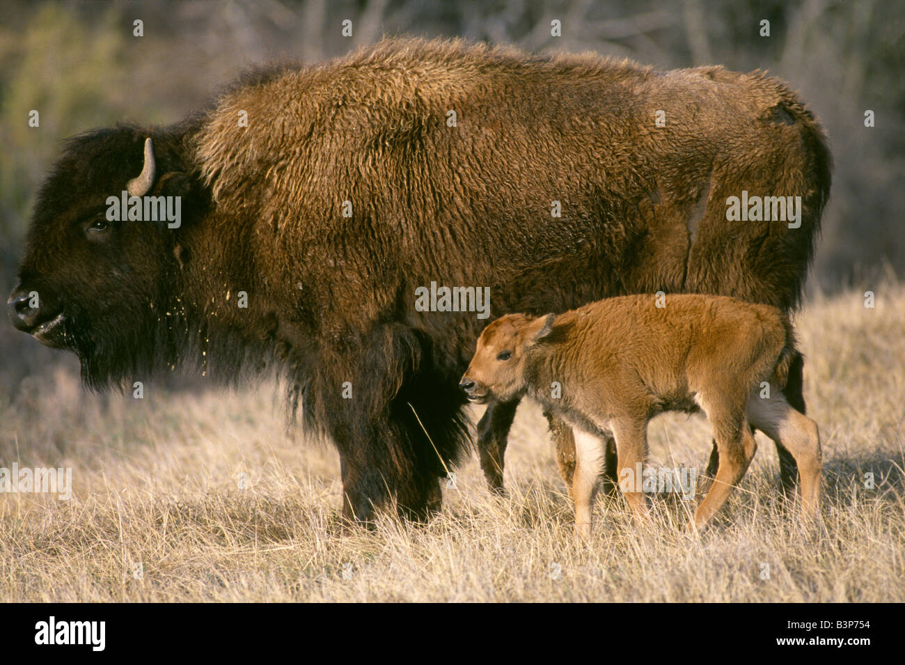 American Bison Cow