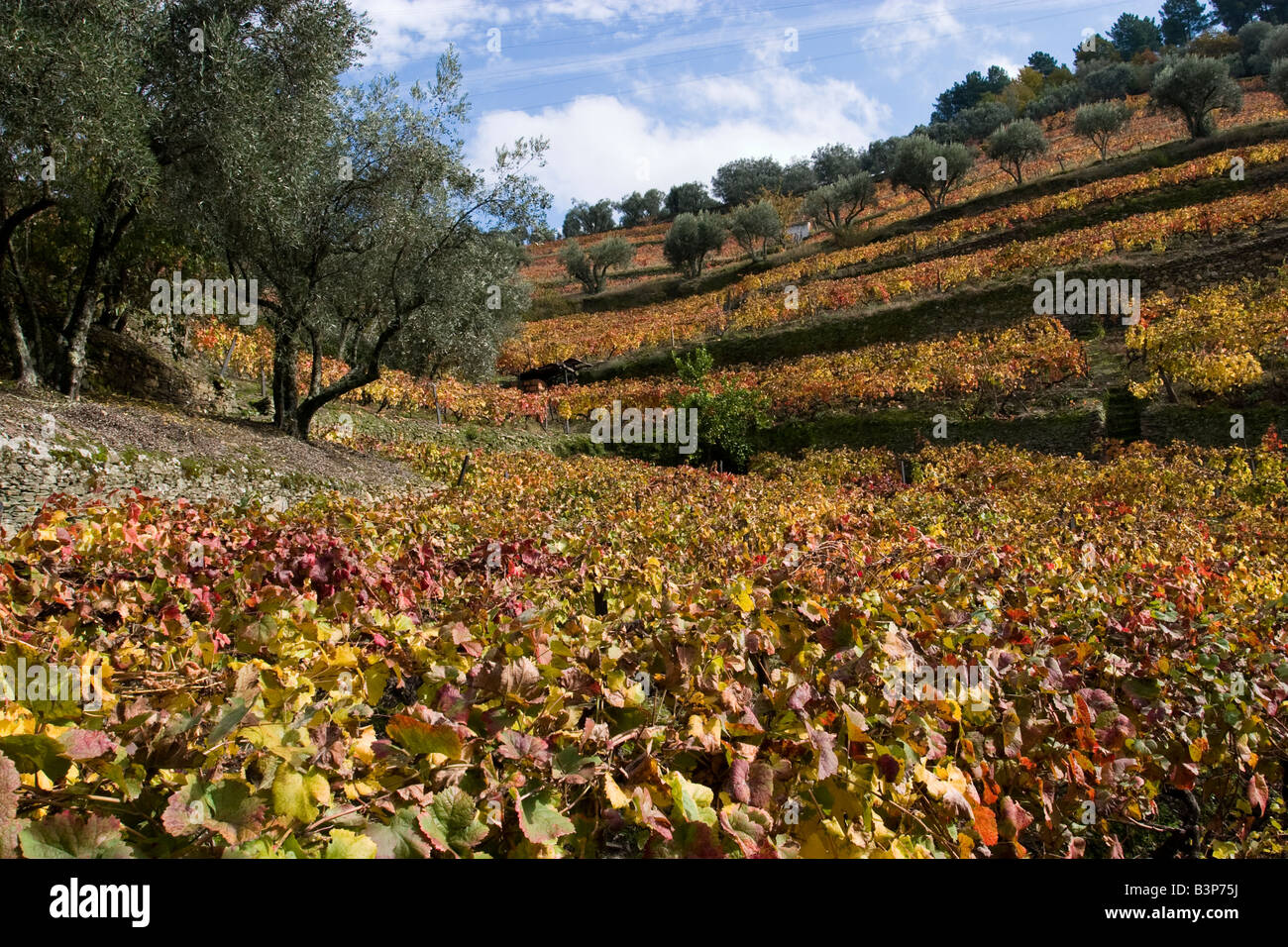 Porto vineyards in douro hi-res stock photography and images - Alamy