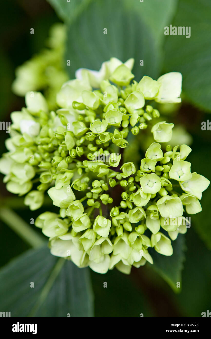 Shrub forming hi-res stock photography and images - Alamy