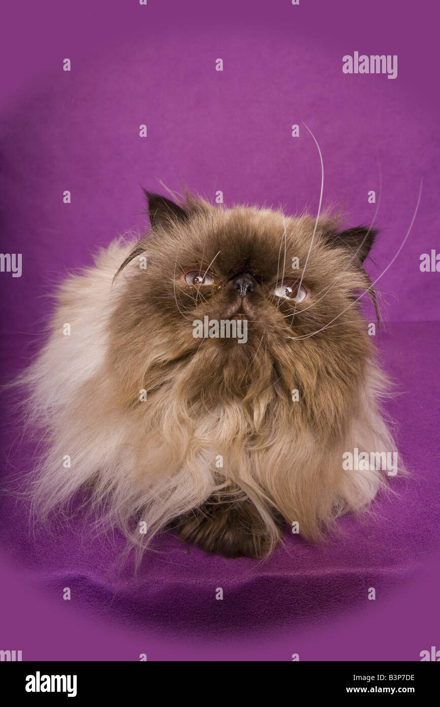 Black Himalayan Mix Cat