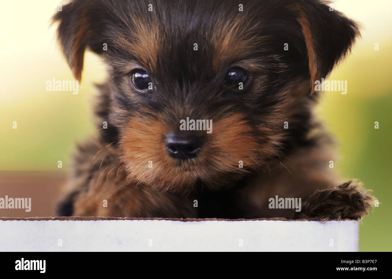 A six week old Yorkshire Terrier puppy peeks from a box Stock Photo - Alamy