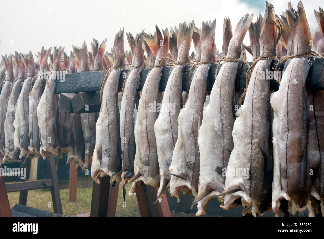 Smoked haddock on stands at the Edinburgh Royal Highland Show - famous ...