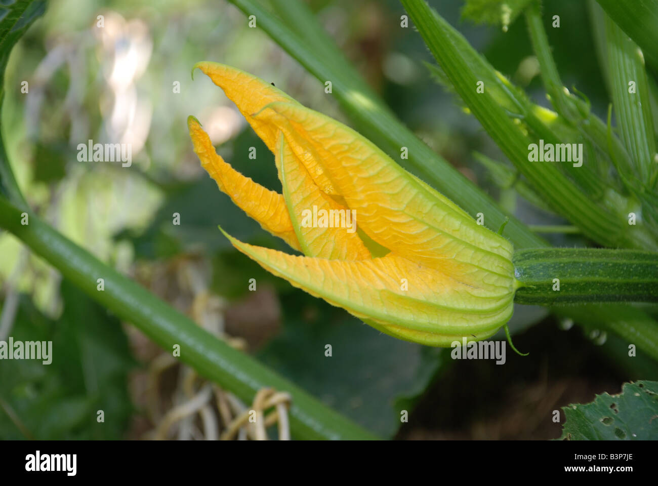 Flower on a squash plant Stock Photo - Alamy