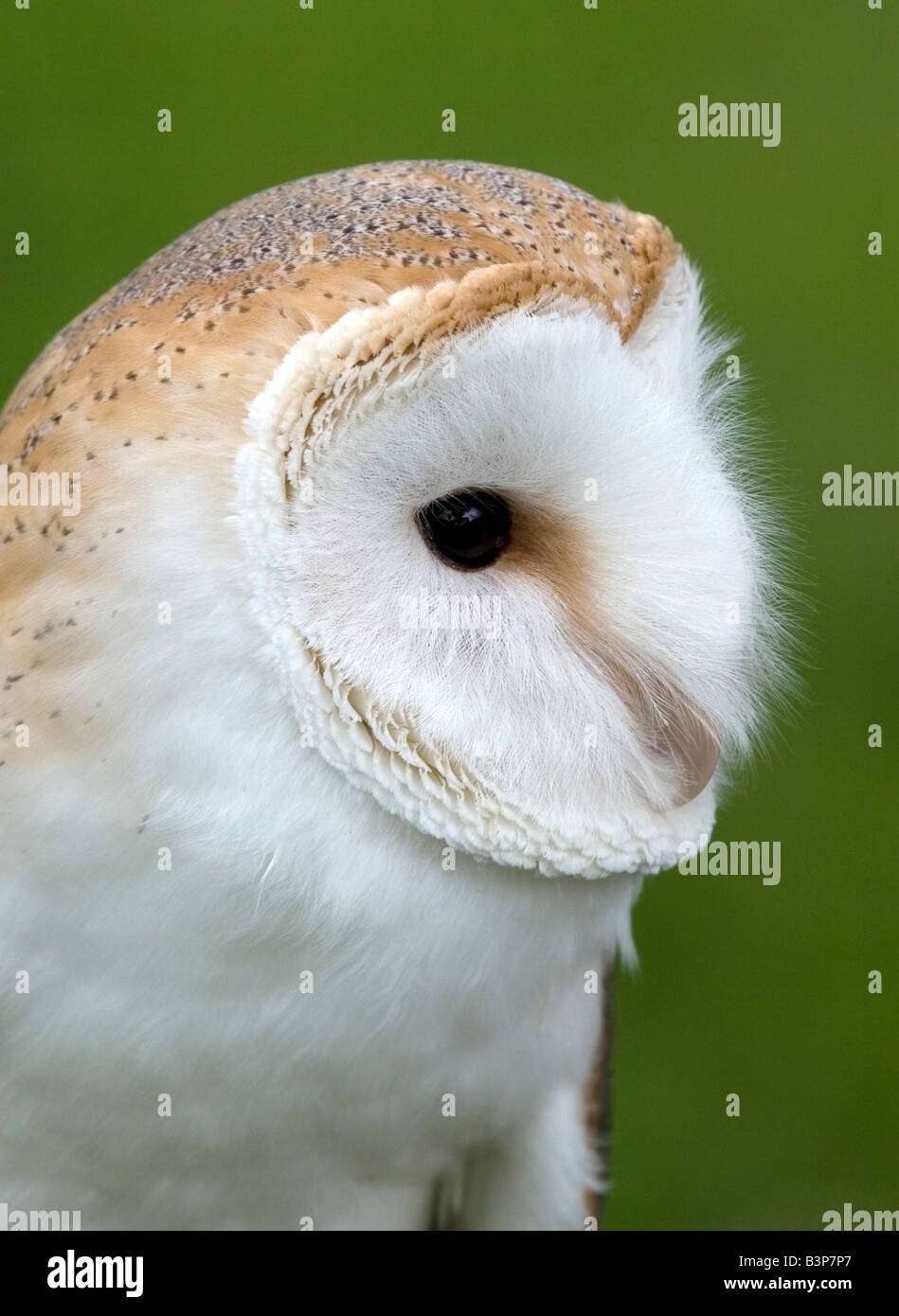 Barn Owl, portrait Stock Photo - Alamy