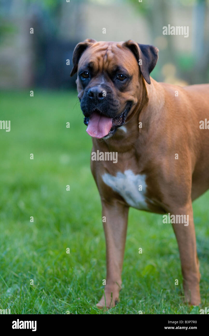 Portrait of female Boxer dog standing on the grass with mouth open and ...