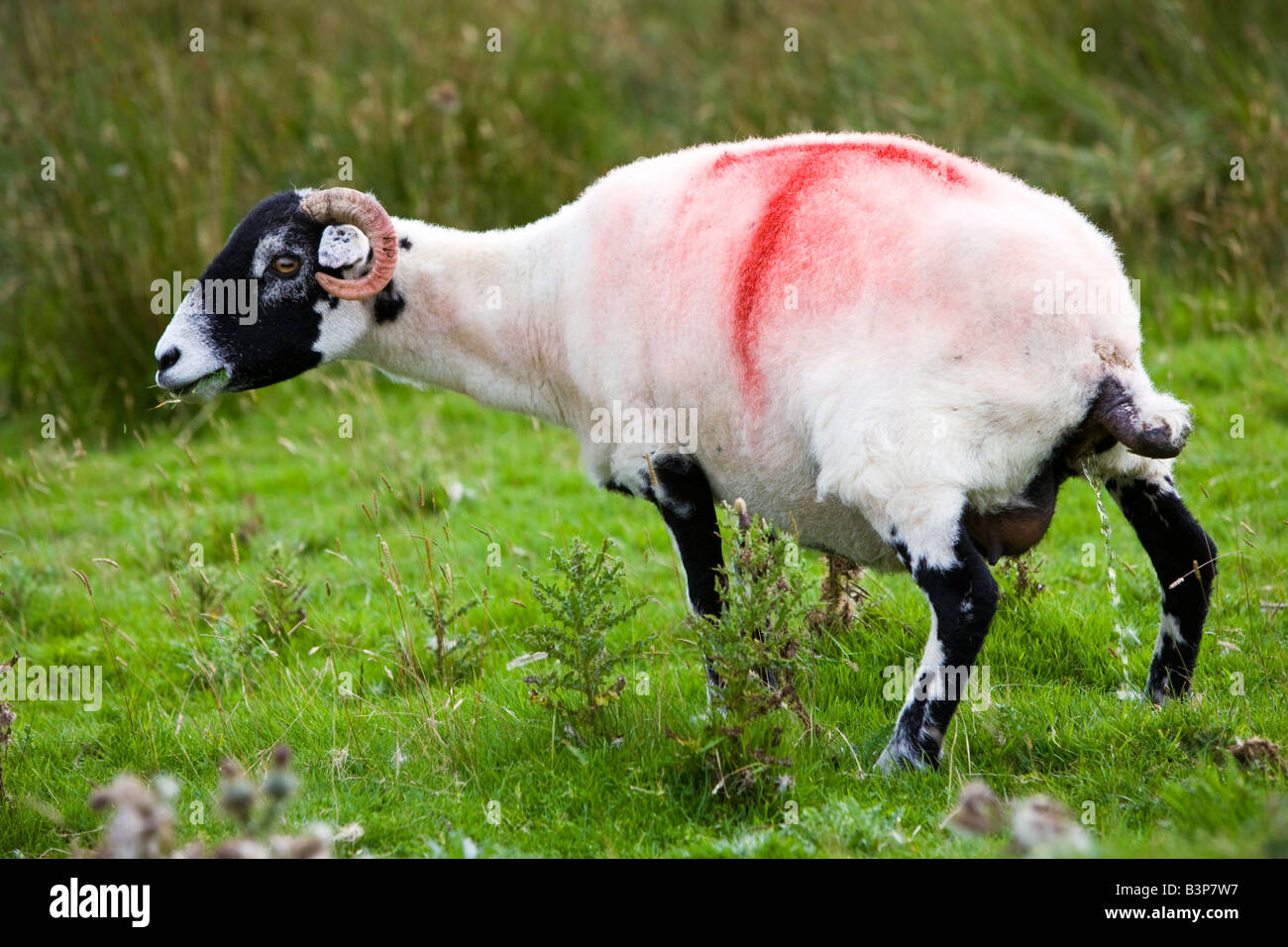 Recently shorn Swaledale sheep urinating Cumbria England UK Stock Photo ...