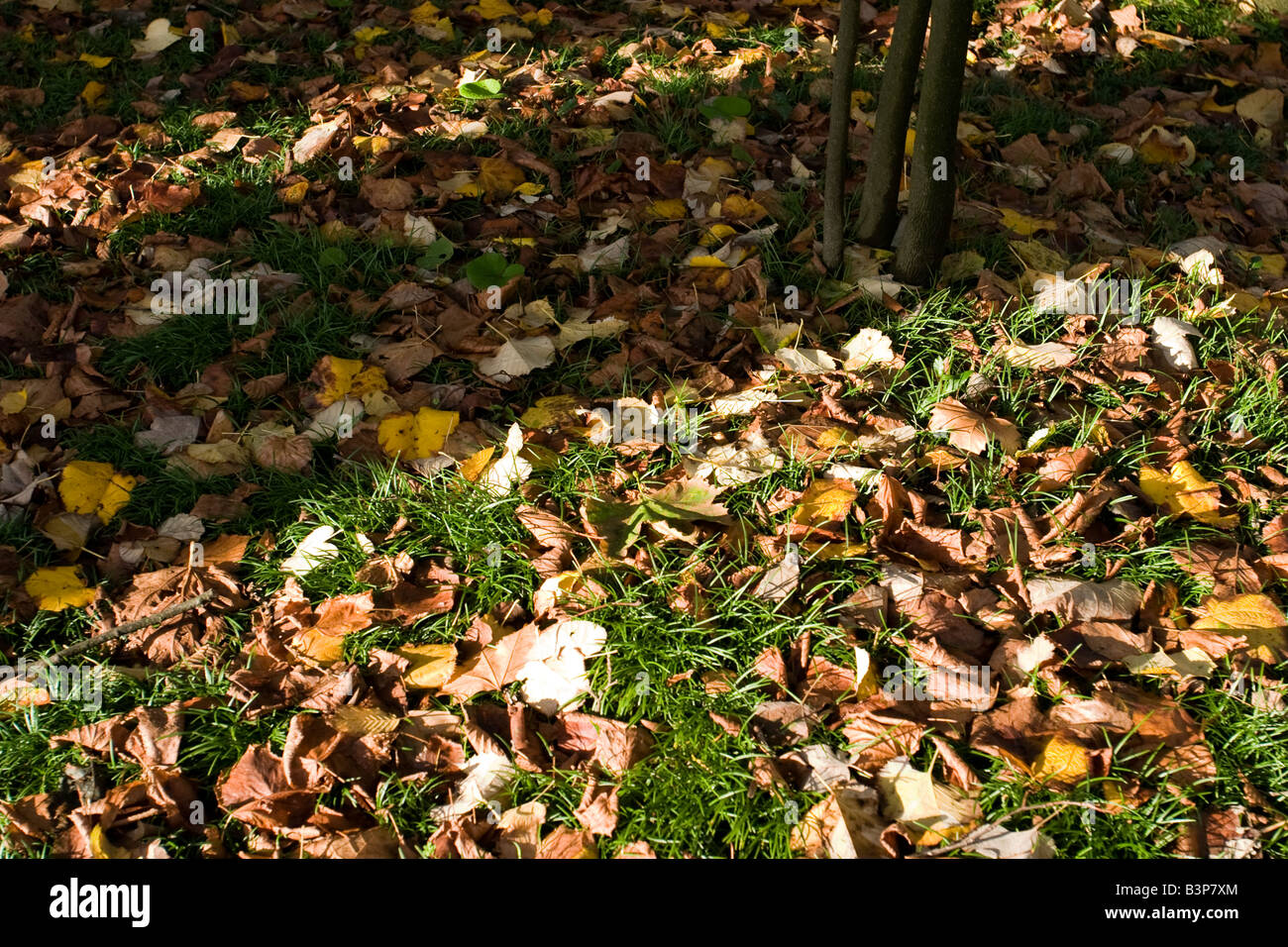 Leaves in the ground Stock Photo - Alamy