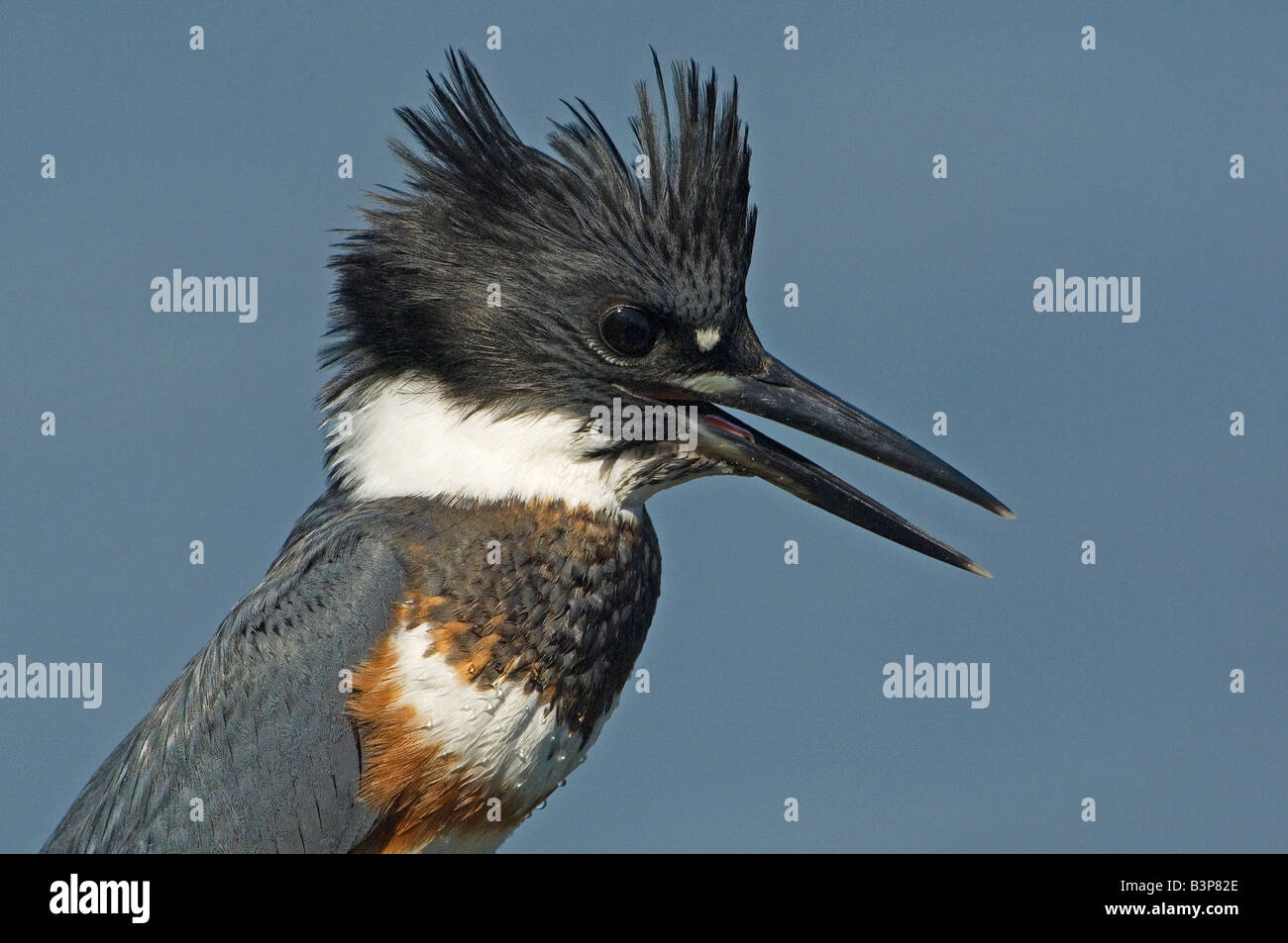 Belted kingfisher close-up Stock Photo - Alamy Belted kingfisher close-up Stock Photo - Alamy