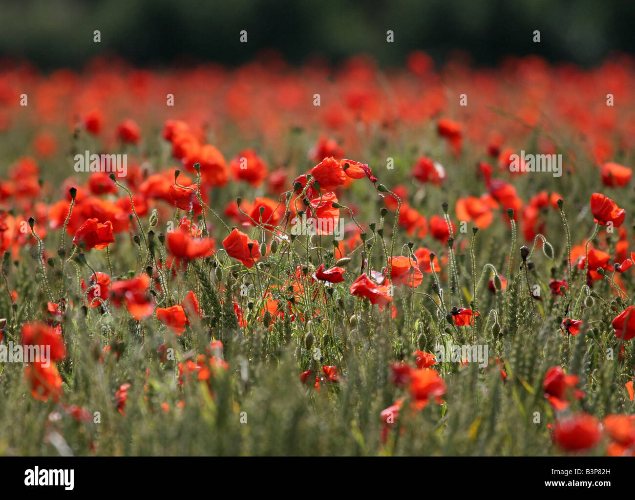 Field of poppies in the Norfolk Countryside Stock Photo - Alamy