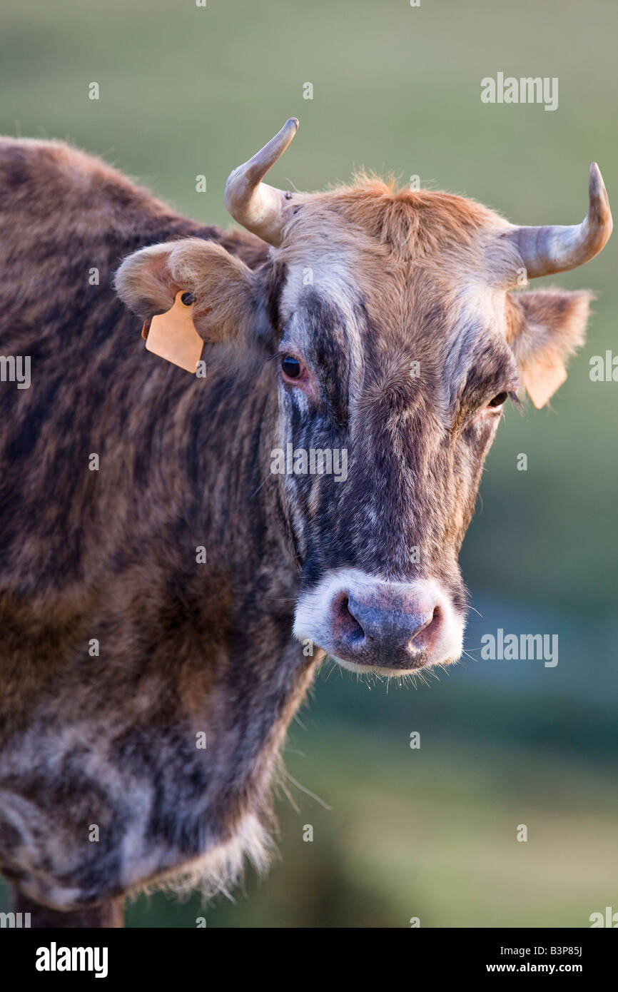 Cow portrait over a blurring background Shallow depth of field Stock ...