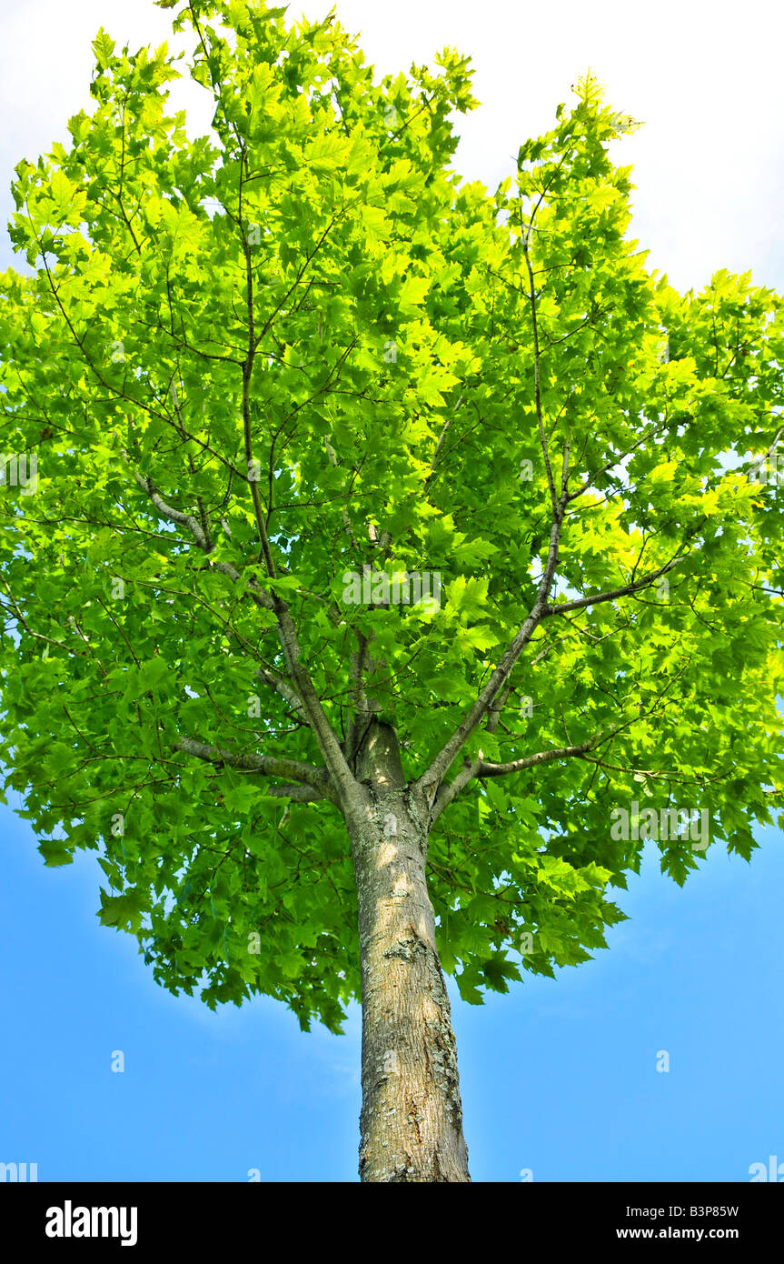 One green maple tree hi-res stock photography and images - Alamy