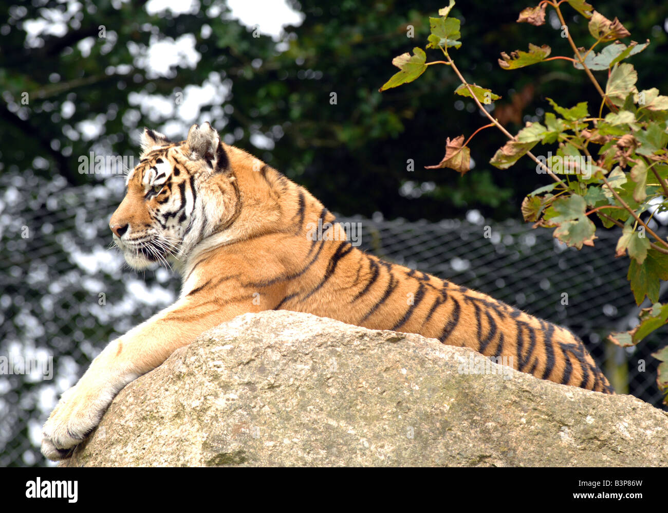 One tiger hi-res stock photography and images - Alamy
