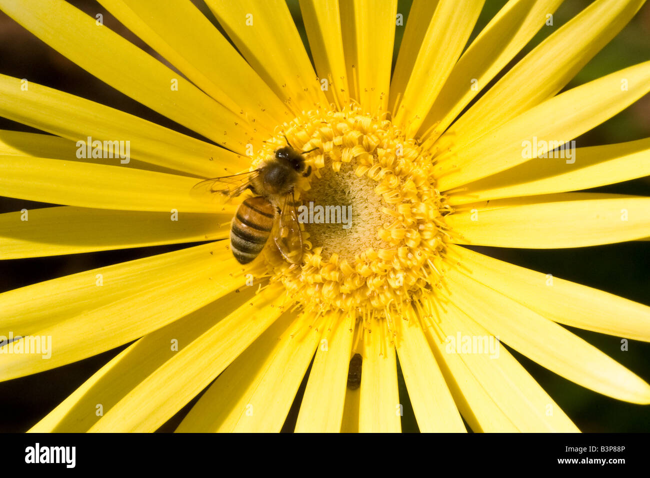 Bee on flower Stock Photo - Alamy