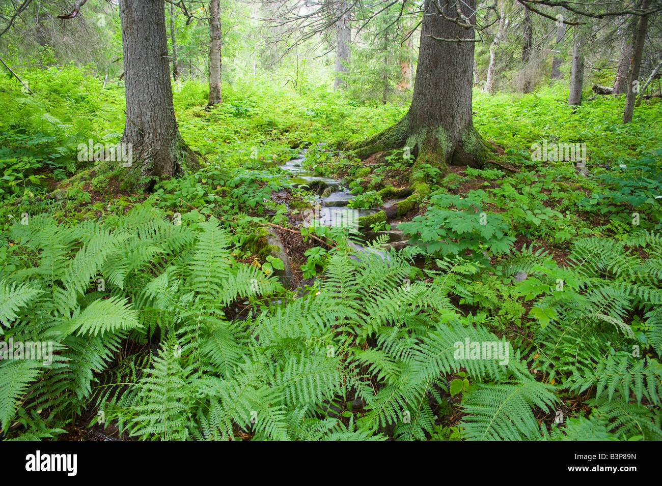Lush woodland floor vegetation hi-res stock photography and images - Alamy