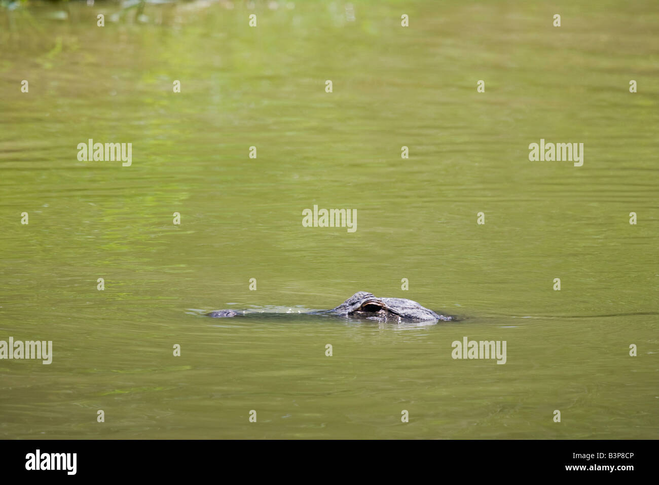 Submerged alligator in Florida Everglades, USA Stock Photo - Alamy