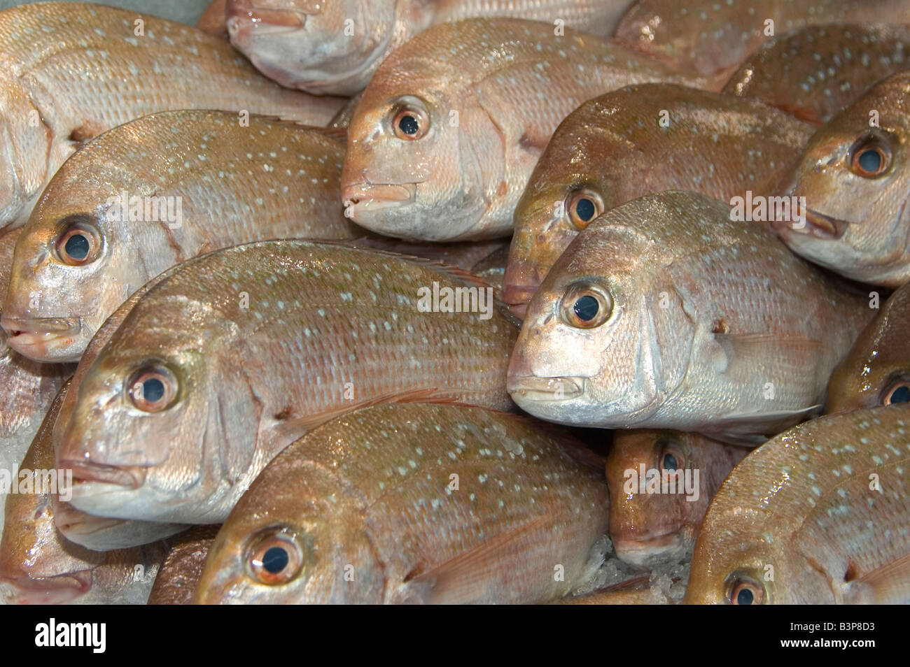 Snapper fish hi-res stock photography and images - Alamy