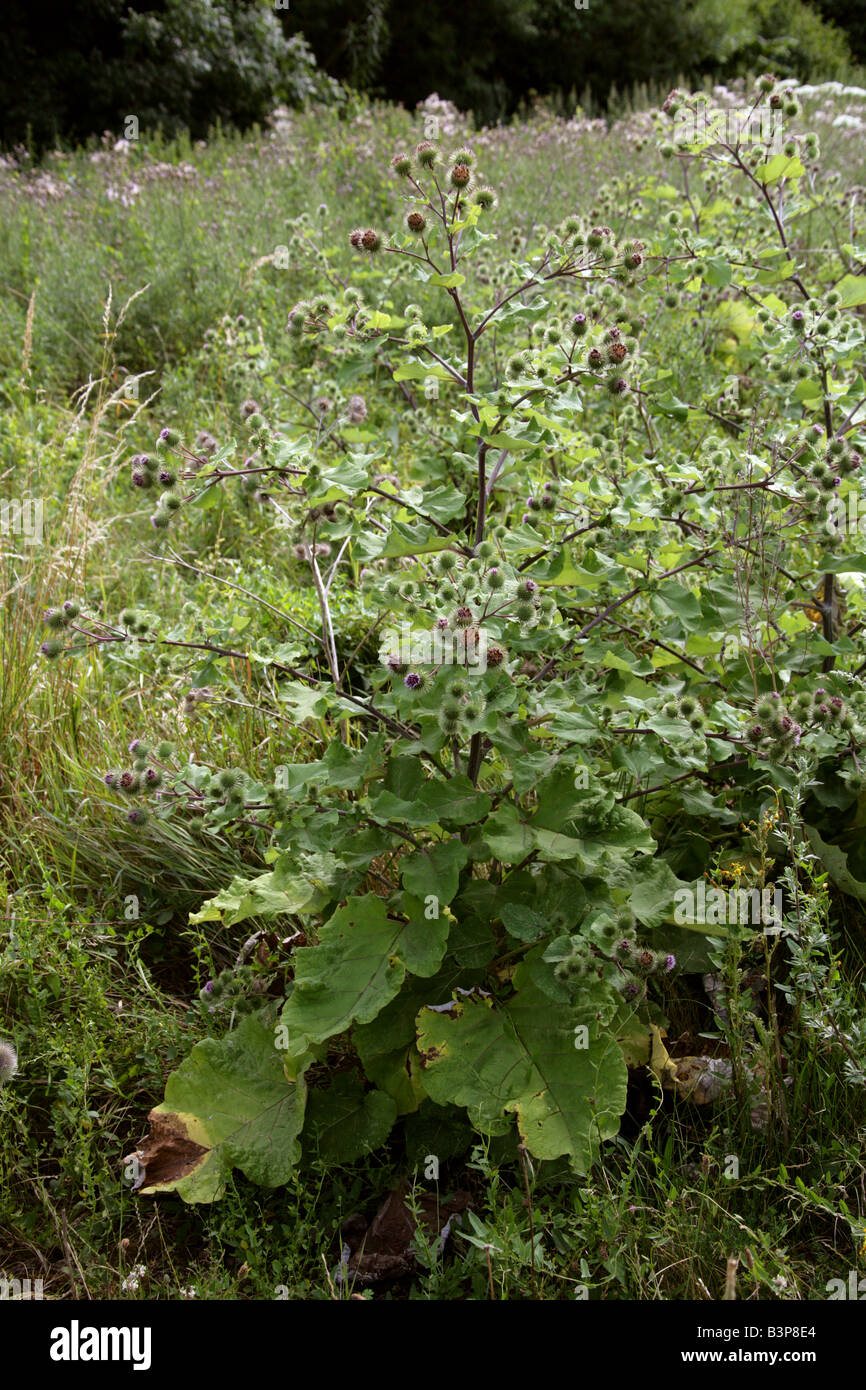 Lesser Burdock Arctium minus Asteraceae aka Burweed, Louse-bur, and ...