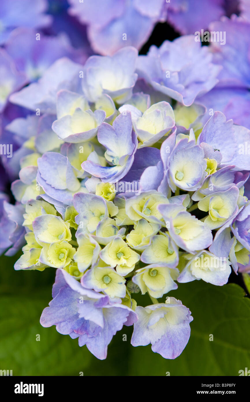 Lilac and lemon coloured Hydrangea flower heads Stock Photo - Alamy