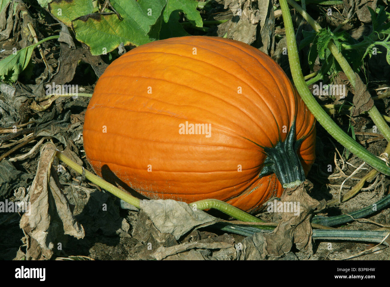 Pile mixed gourds hi-res stock photography and images - Alamy