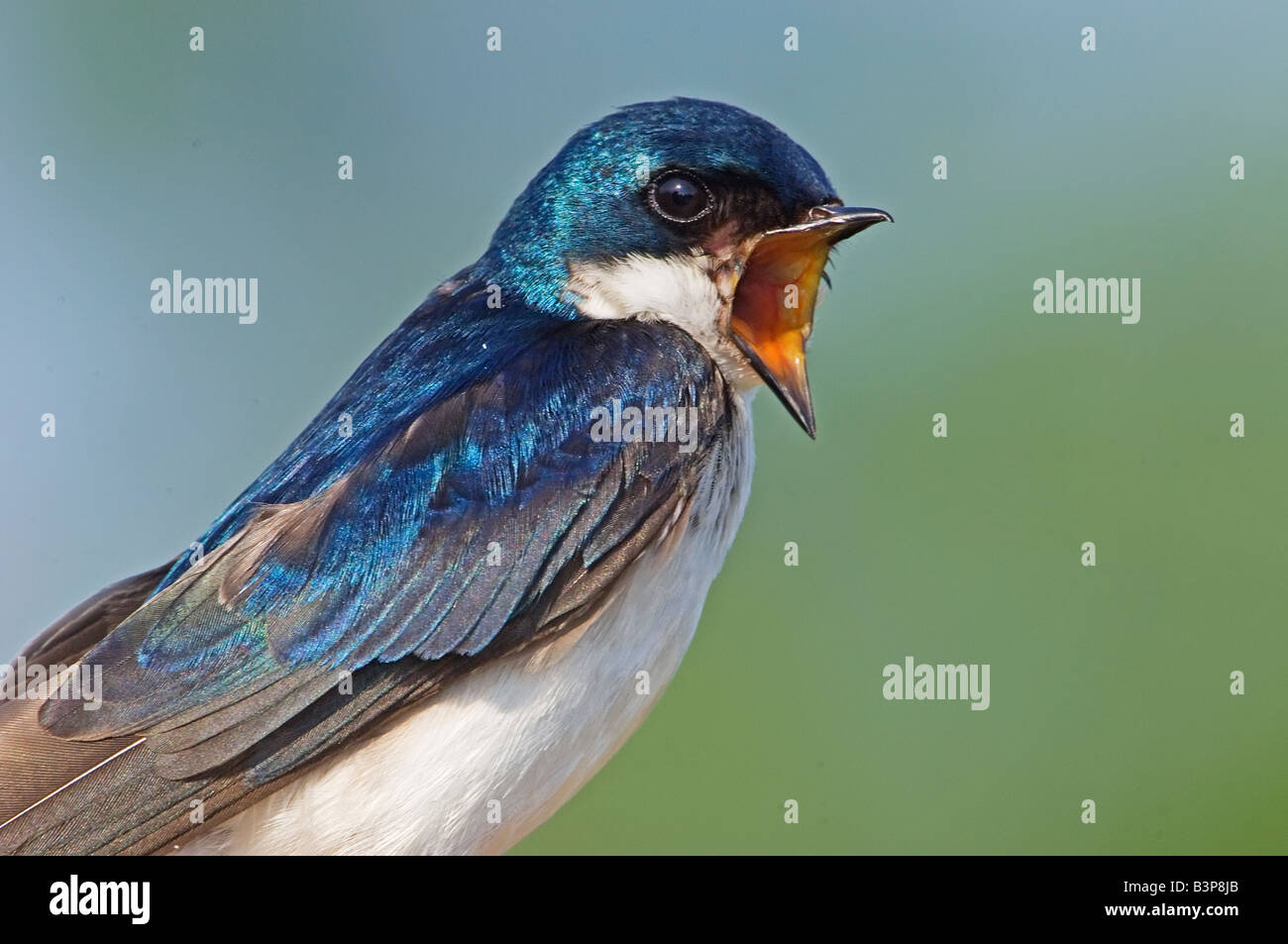 Common swallow hi-res stock photography and images - Alamy