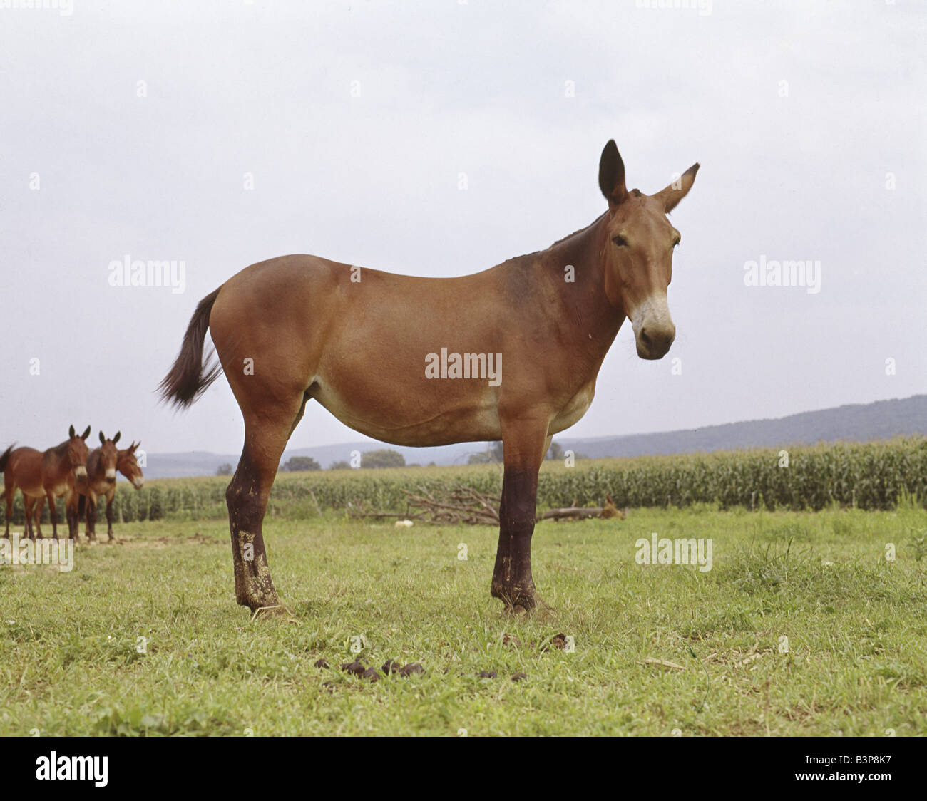 SIDE VIEW OF MULE STANDING IN FIELD / LANCASTER COUNTY, PENNSYLVANIA ...