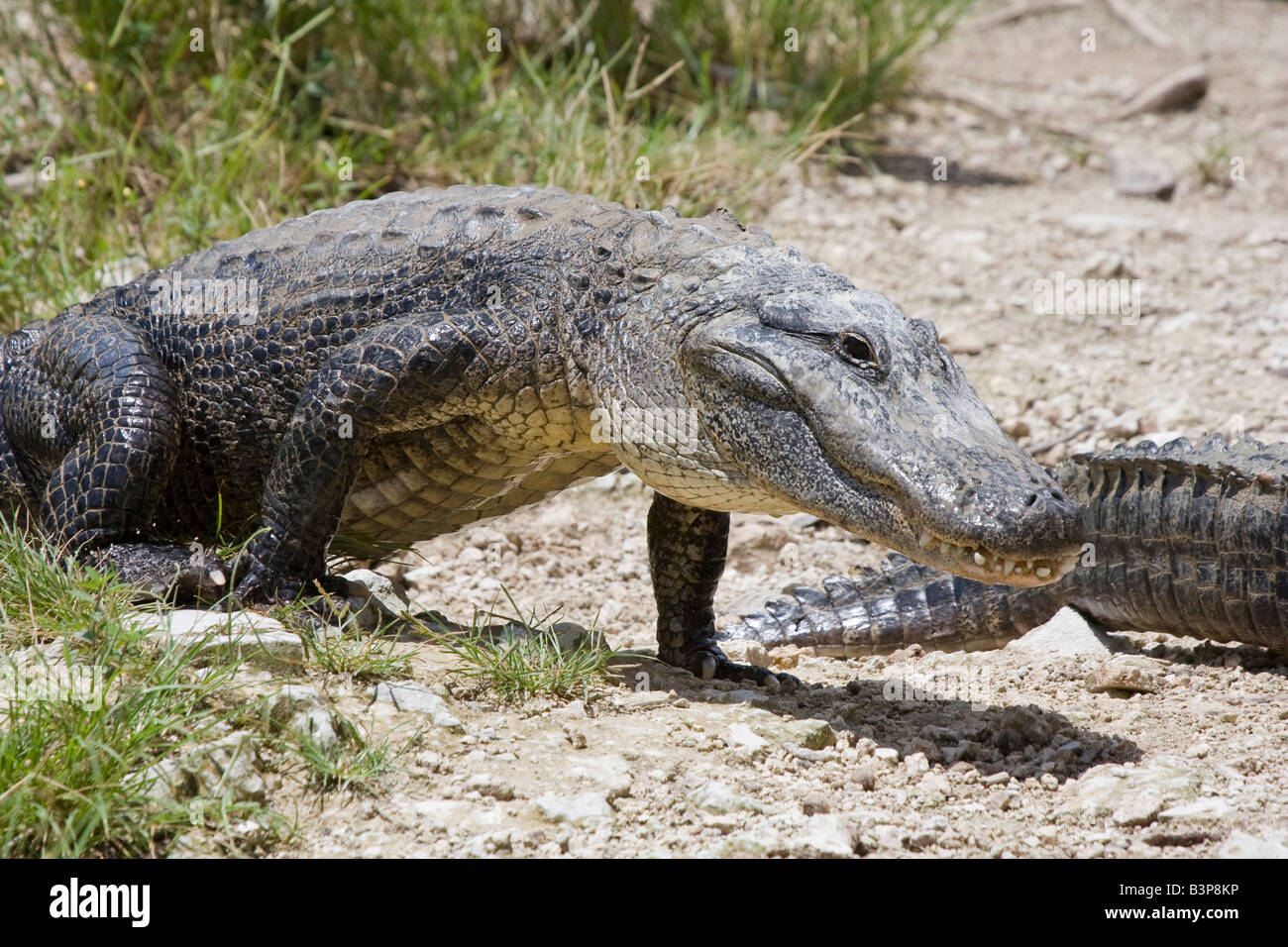 Alligator walking across land, Florida Everglades, USA Stock Photo - Alamy