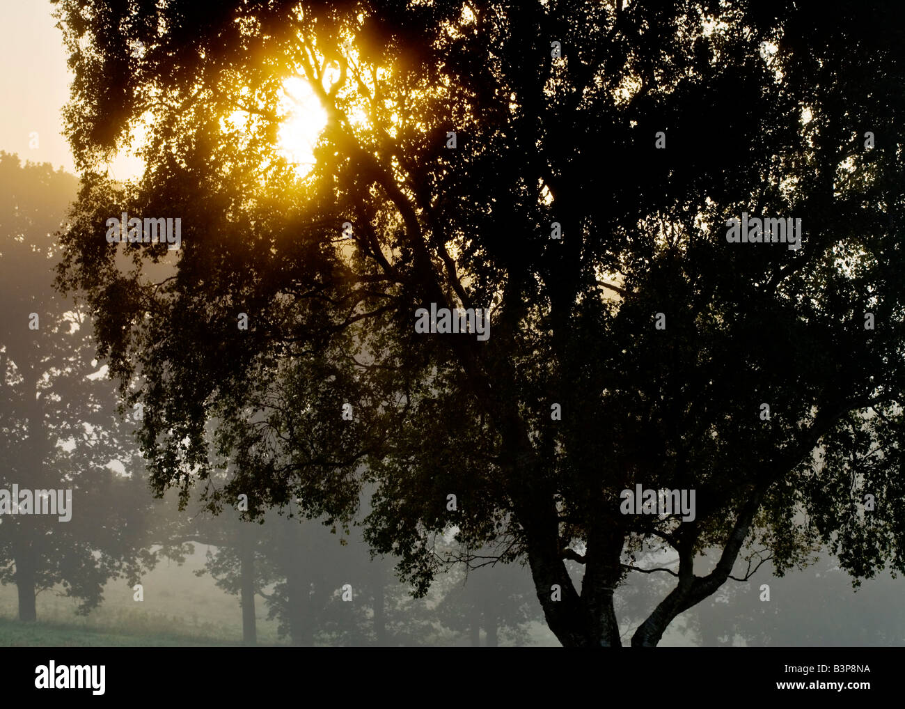 Morning sun poking through the branches of a tree in the Redesdale ...