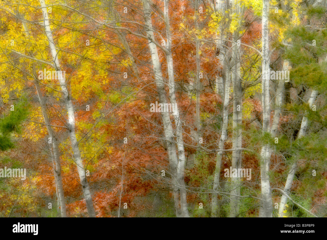 A stand of birch trees in colorful vibrant autumn woods Stock Photo - Alamy