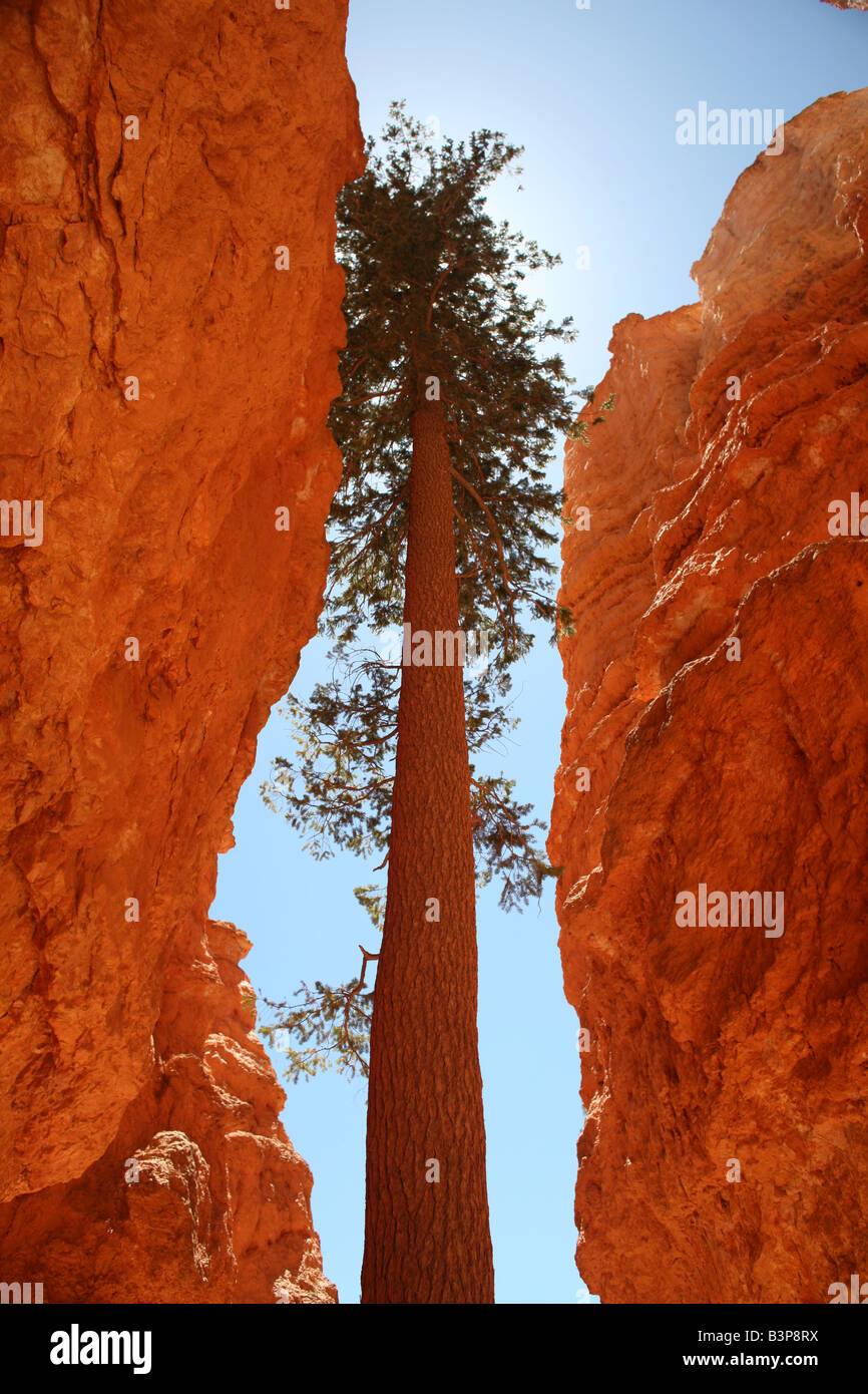 Tall Pine Tree Growing Through Canyon Walls in Bryce Canyon National ...