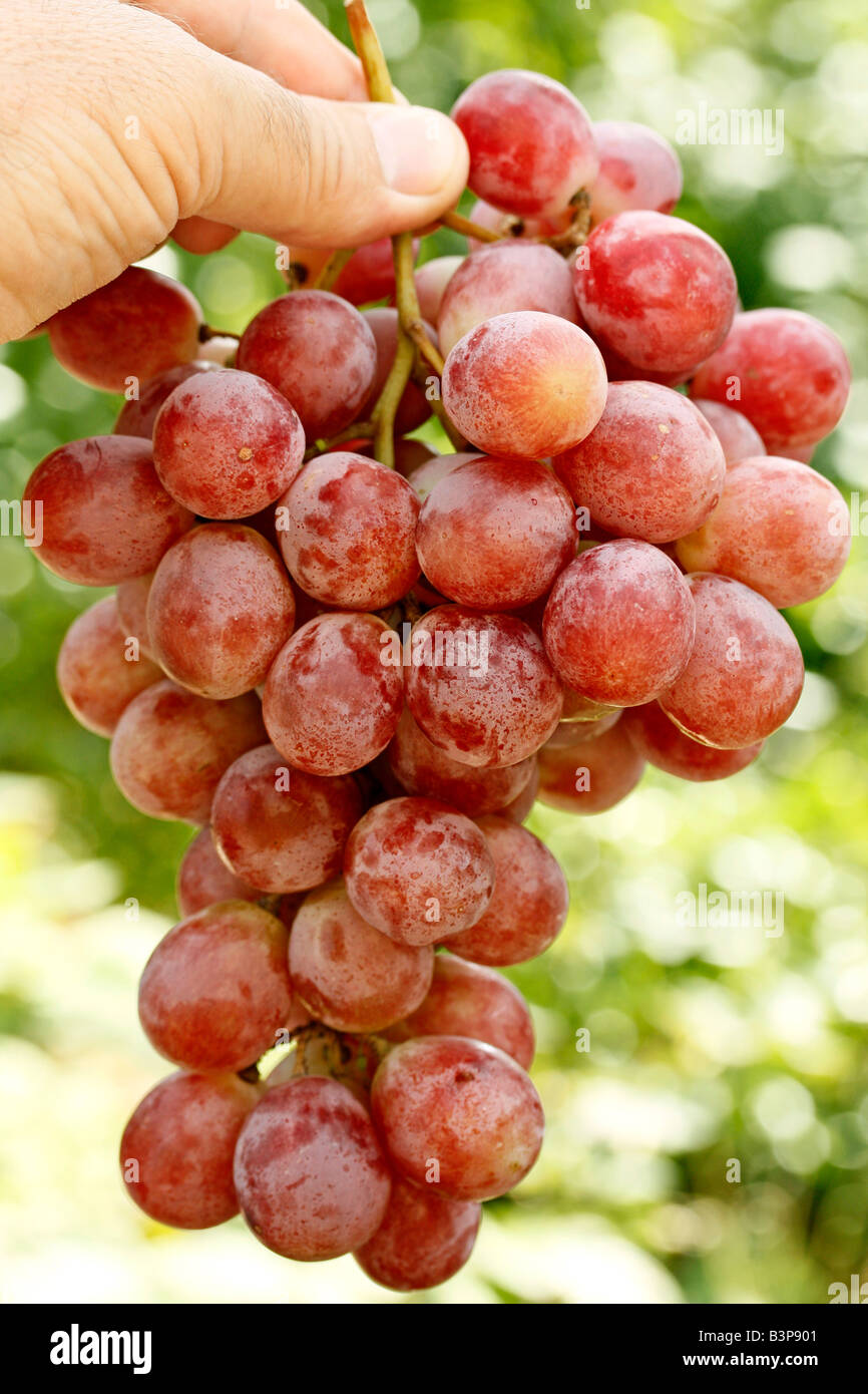 Grapes in natural background Stock Photo - Alamy