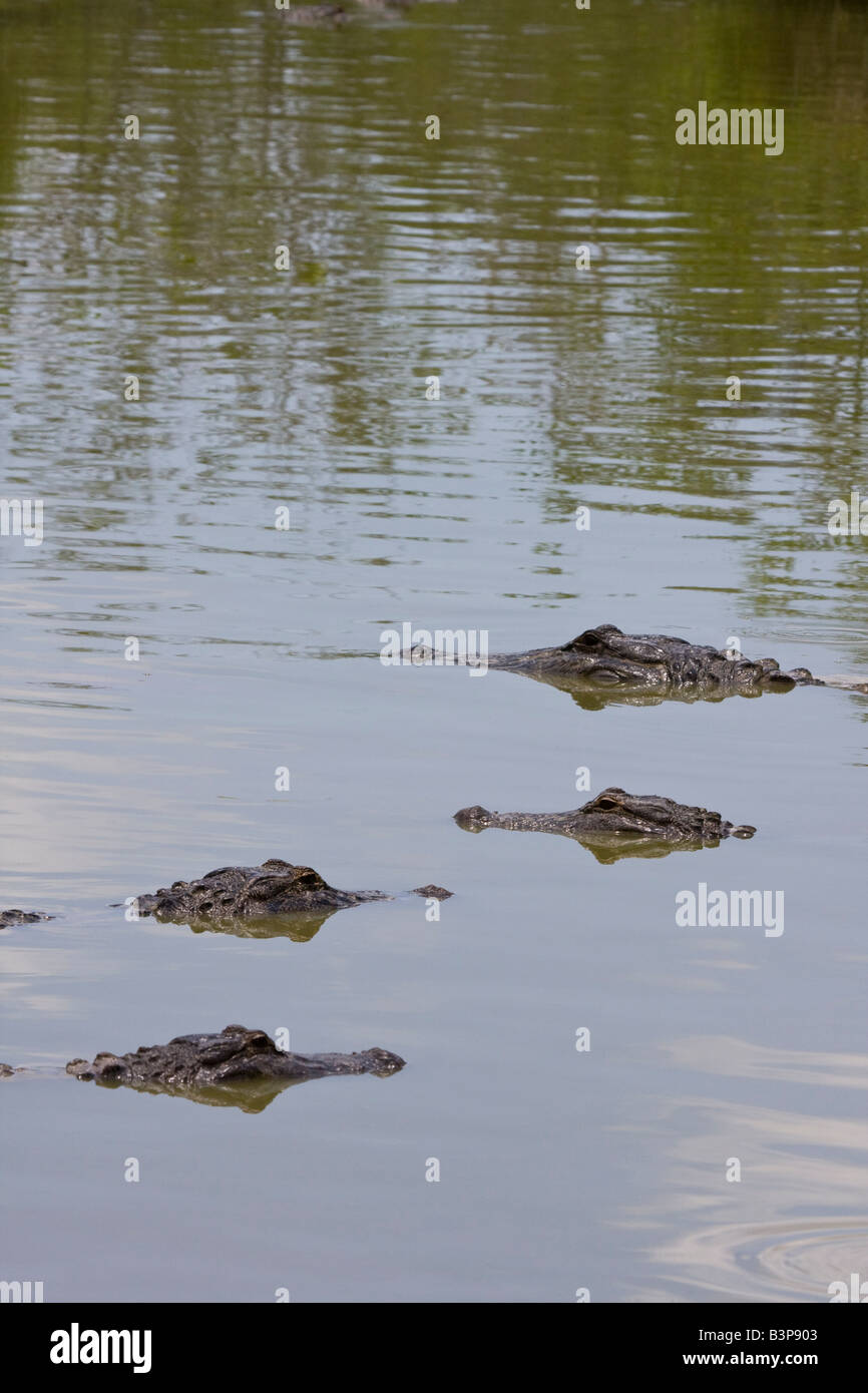 Gator nation hi-res stock photography and images - Alamy