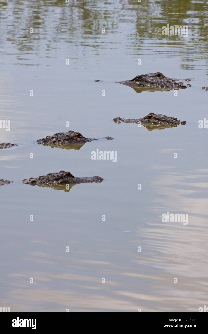 Four submerged alligators in Florida Everglades, USA Stock Photo - Alamy