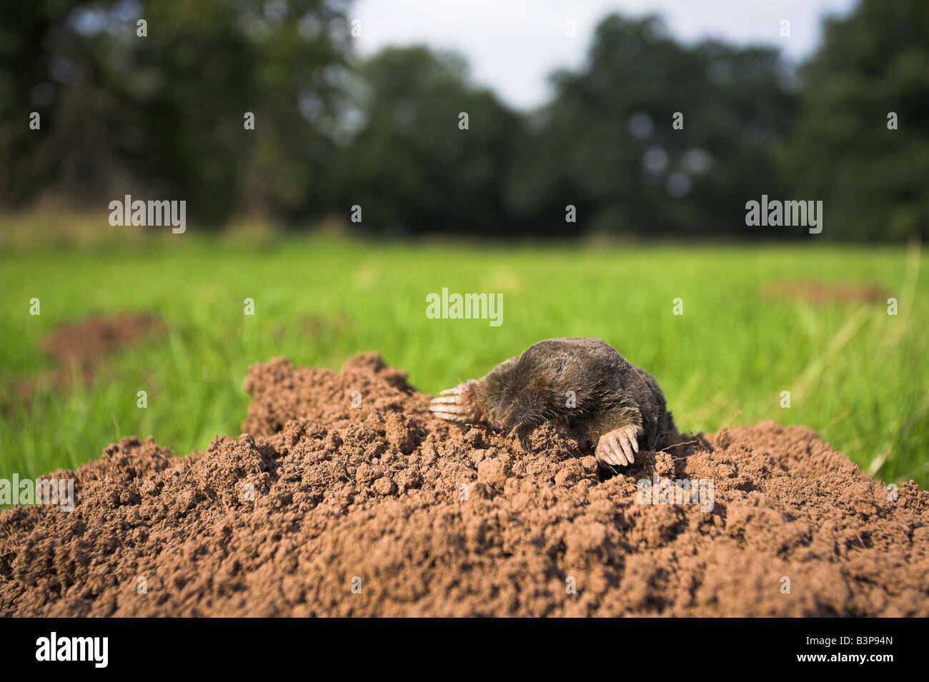 European Mole Talpa europaea on top of molehill in landscape at Blaise ...