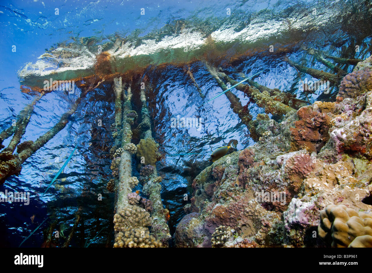 The Flutemouth or Cornetfish and Sohal Surgeonfish hide amongst the old ...