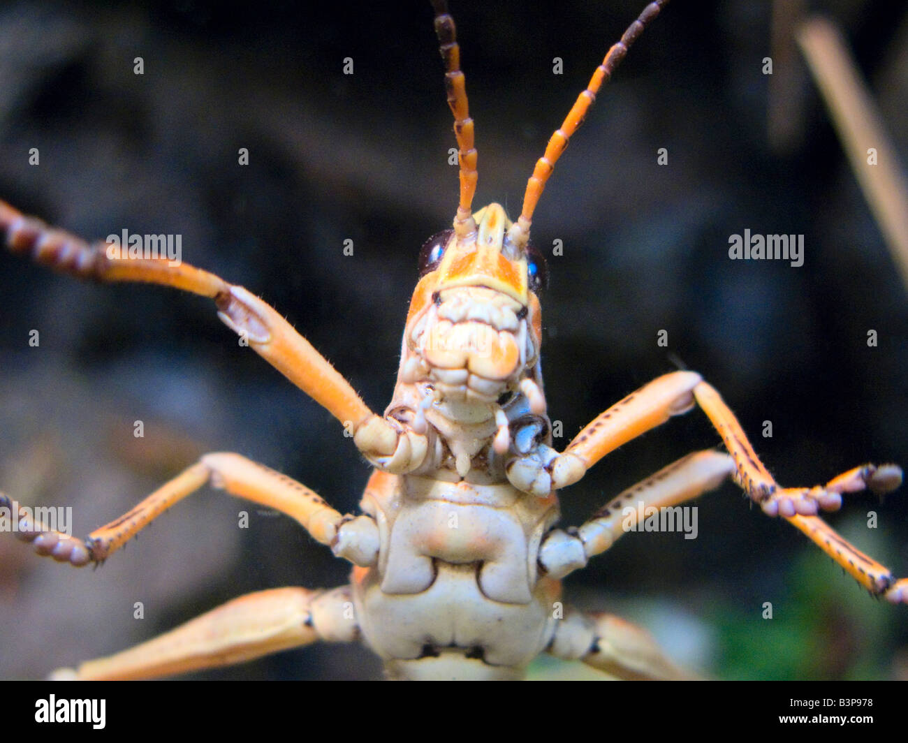 Insect with long legs hi-res stock photography and images - Alamy
