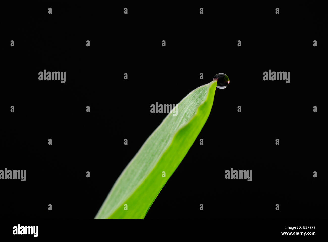 Guttation hi-res stock photography and images - Alamy