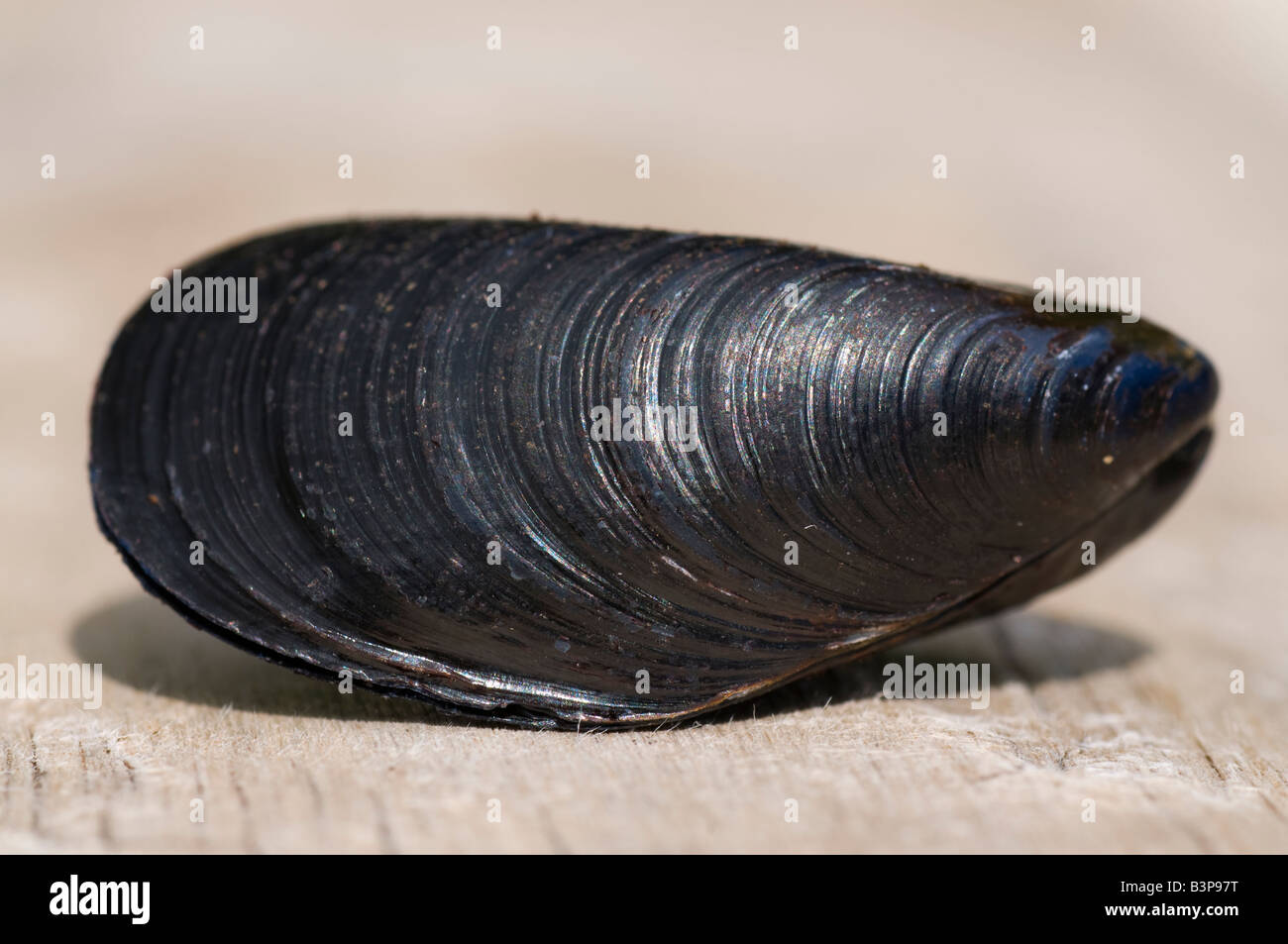 Black mussel hi-res stock photography and images - Alamy