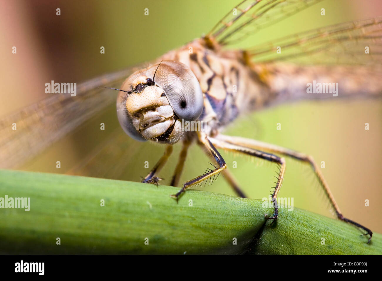 Hum bug hi-res stock photography and images - Alamy