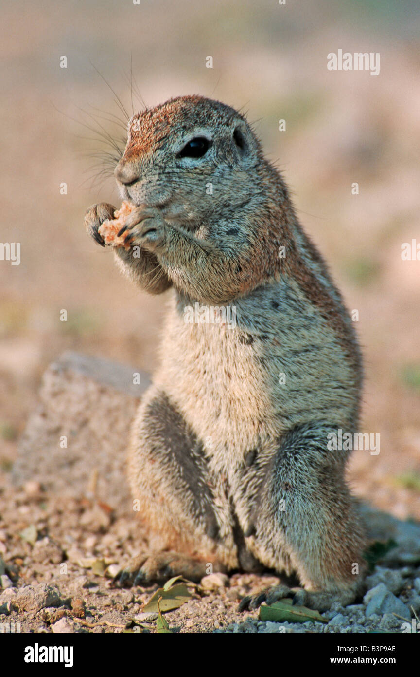 Cape Ground Squirrel Xerus inauris adult eating Namibia Africa Stock ...